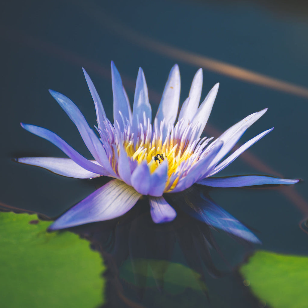 Blue Lotus Face Mask Recipe | DIY Ayurvedic Skincare – Omica Organics