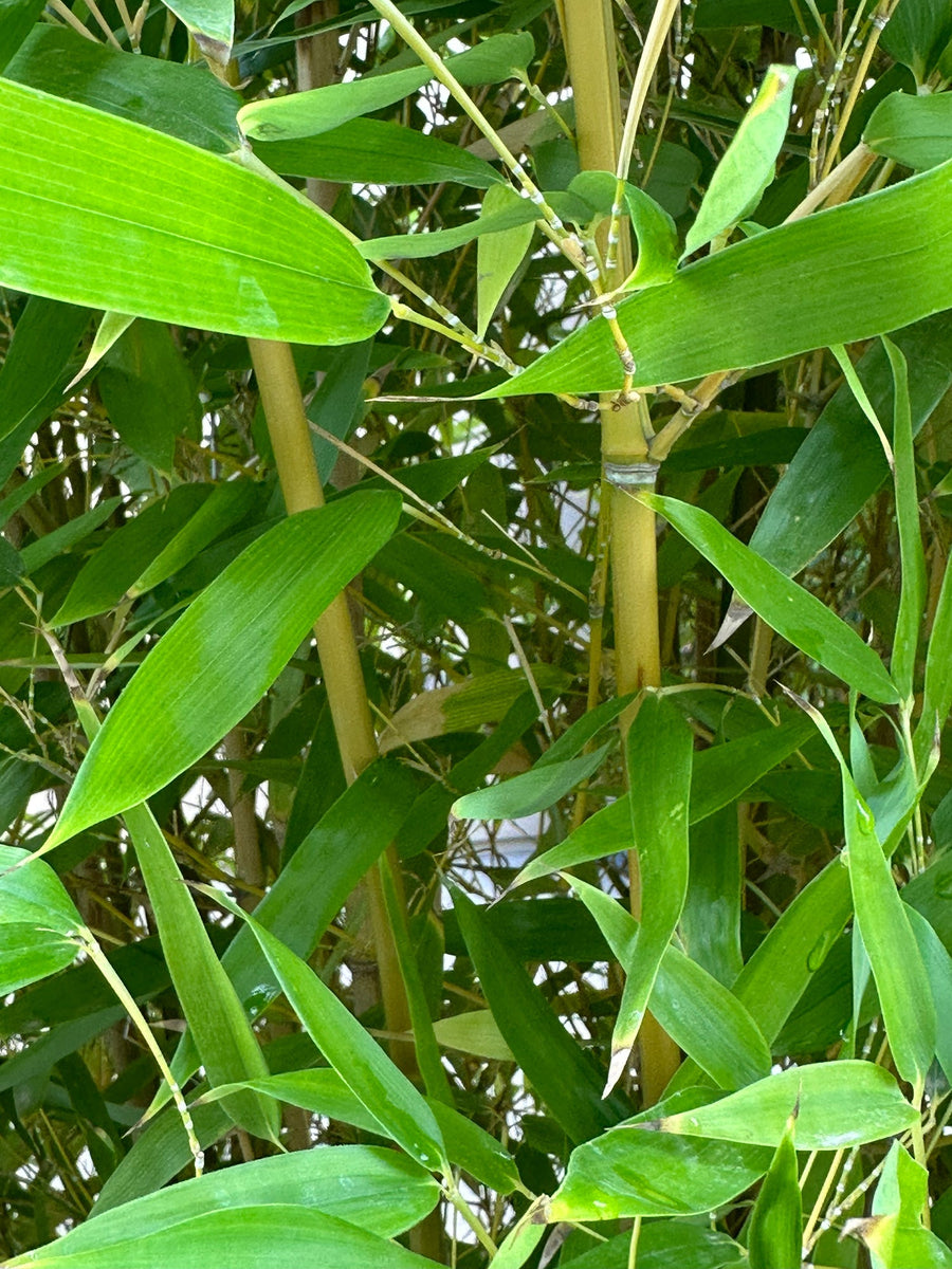 Bamboo Tabashir – Omica Organics