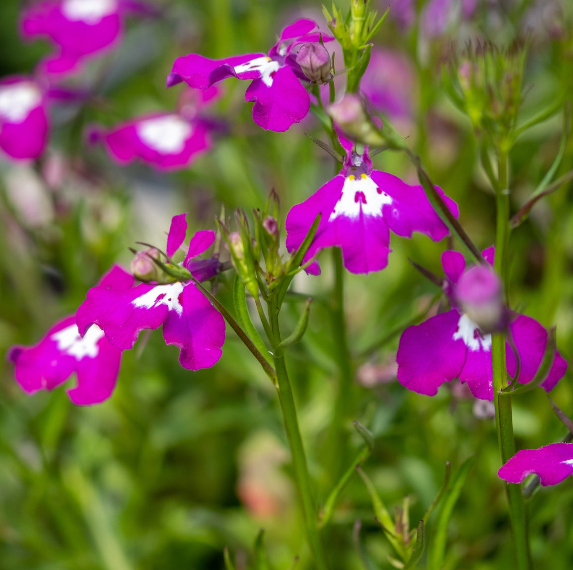 Lobelia Inflata Extract Powder - Pure | Omica Organics